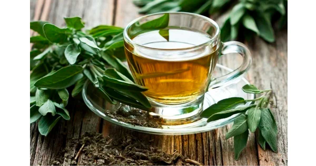 Los beneficios del té verde - New York Hispano